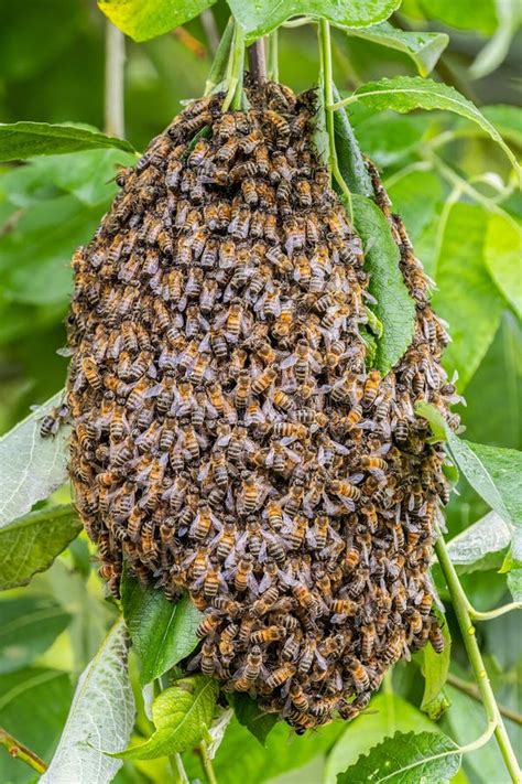 Bee Swarm Stock Image Image Of Beekeepers Beeswax 336790573