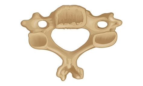 Cervical Diagram Diagram Quizlet