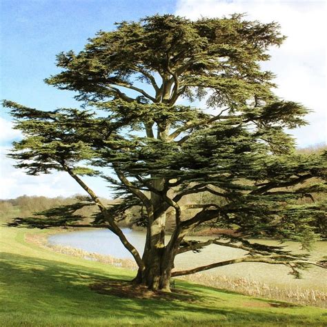 Cedro Do Líbano Coníferas — Flores Frescas Online