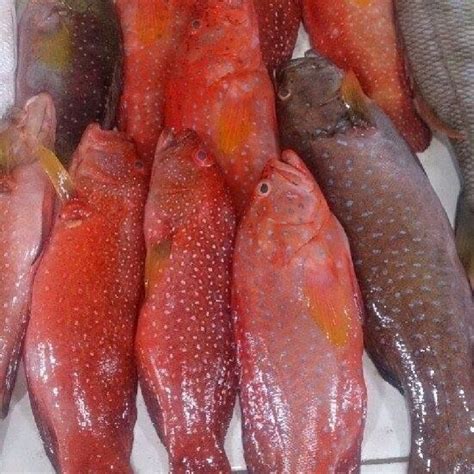 Jual Ikan Kerapu Merah Kerapu Sunu 1kg Shopee Indonesia