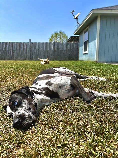 My Little Cow And His Big Sister Sunbathing Rgreatdanes