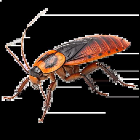 39000 Hyper Realistic Cockroach Images Hyper Realistic Cockroach