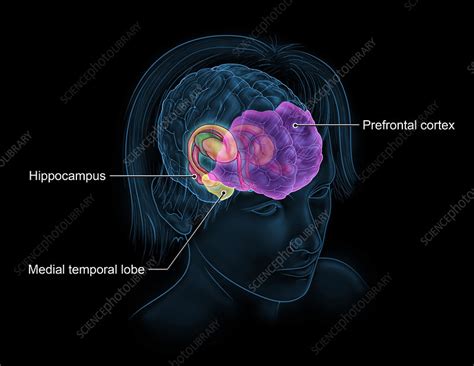 Prefrontal Cortex And Limbic System
