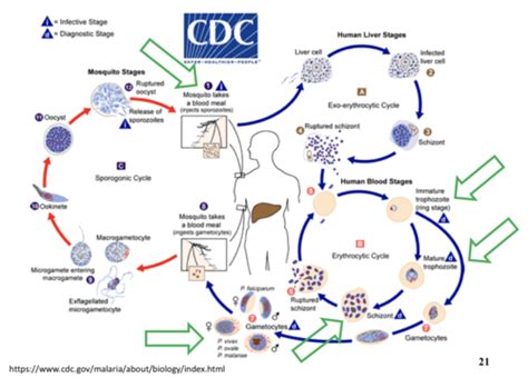 Plasmodium Spp Flashcards Quizlet