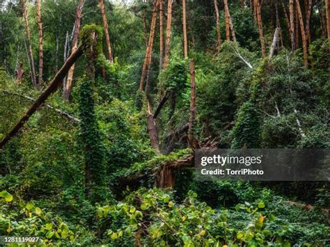 Thicket Dense Vegetation Photos And Premium High Res Pictures Getty