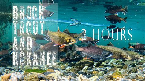 Brook Trout Spawn 2025 Underwater Video Fly Fishing Waters