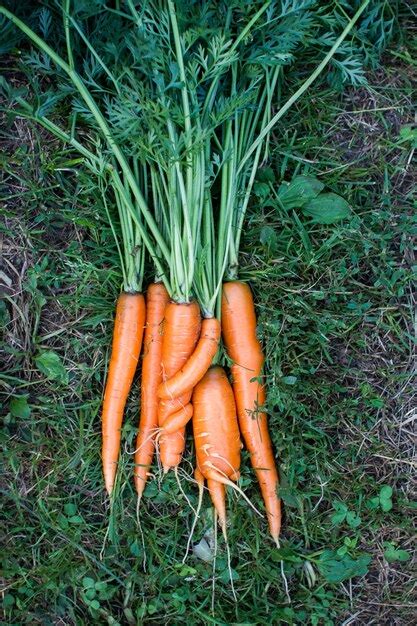 Premium Photo A Bunch Of Freshly Picked Carrots Lying On The Grass
