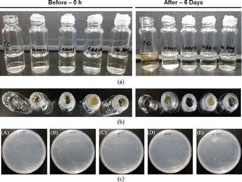 Microbial Barrier Assay Of The Polymer Composite Films A The Picture