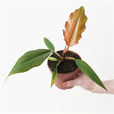 Philodendron Caramel Pluto Plants