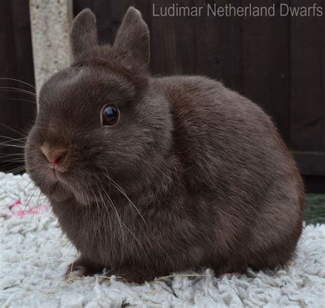 Light Brown Netherland Dwarf Bunnies