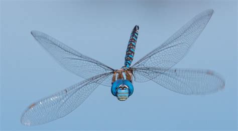 The Most Beautiful Dragonflies In The World