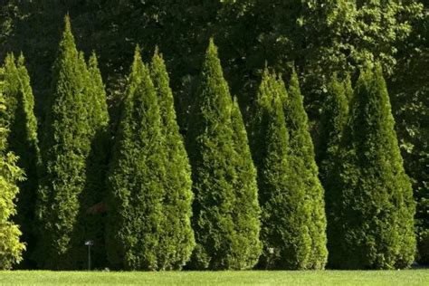 Fast Growing Conifers Healthy Food Near Me