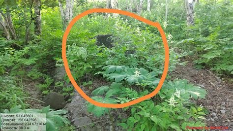 Pic4net Image Img 20220711 183629  Iv0qgi