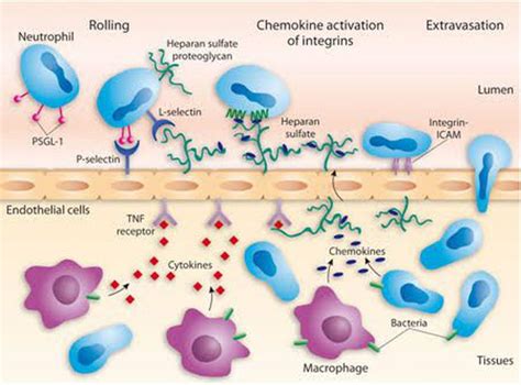 Leukocyte Extravasation Medizzy
