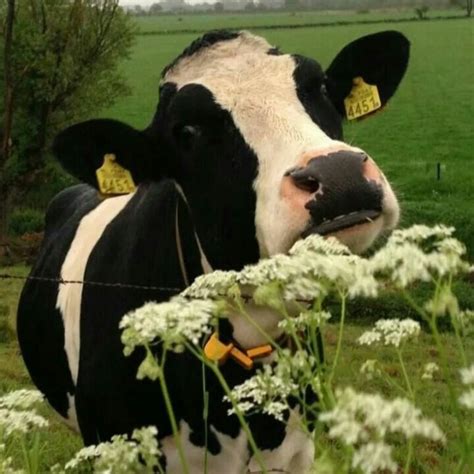 Cows On Tumblr