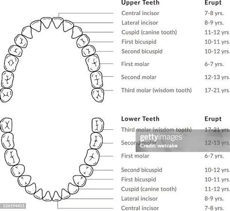 Dental Tooth Chart