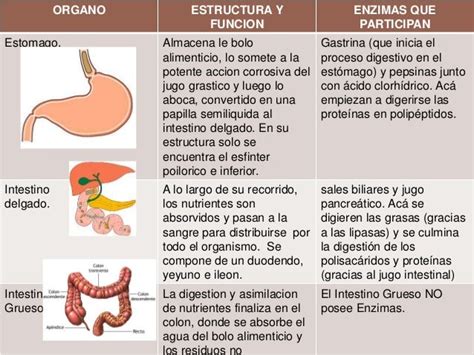 Funcion Y Enzimas Del Aparato Digestivo