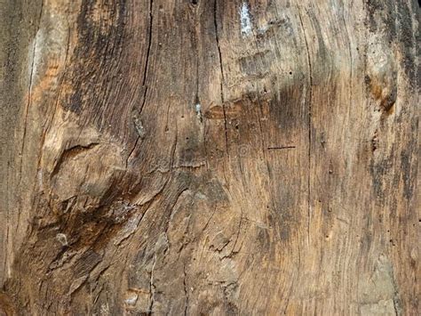 Tree Died Stock Image Image Of Died Dief Wood Tree 359707321