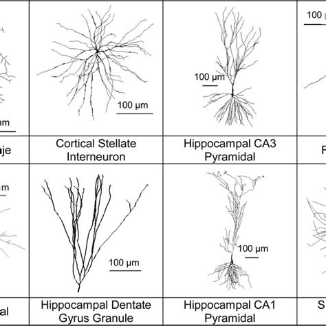 Dendritic Diversity Sample Cells Showing The Variety Of Tree