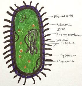 Archaebacteria And Their Unique Adaptations Discover Biotech