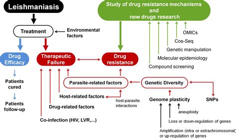 Leishmaniasis Life Cycle Diagram