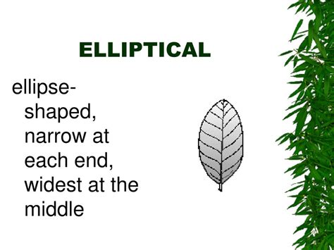 Ppt Leaf Shapes Powerpoint Presentation Free Download Id 286575