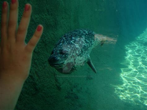 Harper Seal By Derangedcoffee On Deviantart