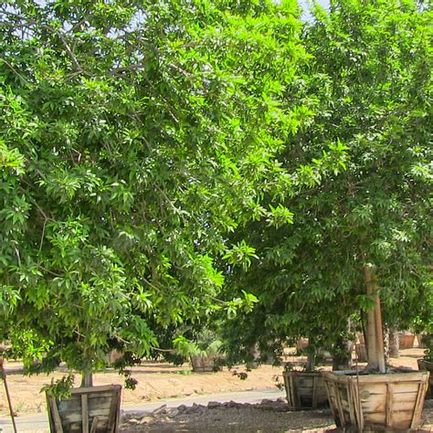 Fan Tex Ash Fast Growers Moon Valley Nurseries