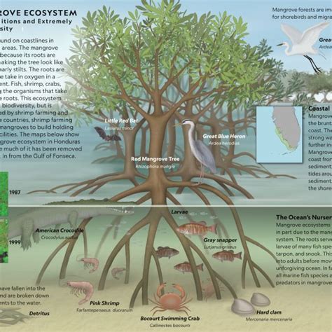 Use This Infographic Provided In English French And Spanish To