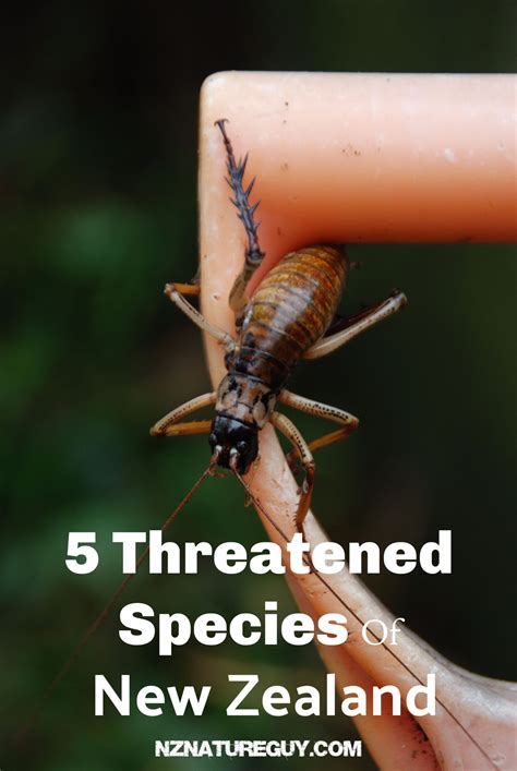 5 Threatened Species Of New Zealand New Zealand Nature Guy