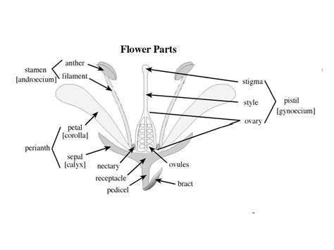 Solution Plant Taxonomy Practical Studypool