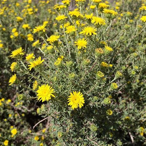 How To Propagate Native Plants Guzmans Garden Centers