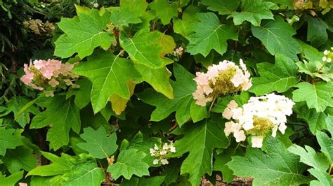 13 Beginner Friendly Hydrangea Varieties