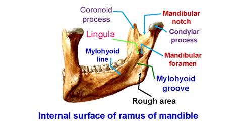 Mandible The Mandible Skeleton Of Lower Jaw Rami
