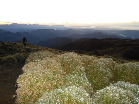 Mount Pulag Gunung Bagging