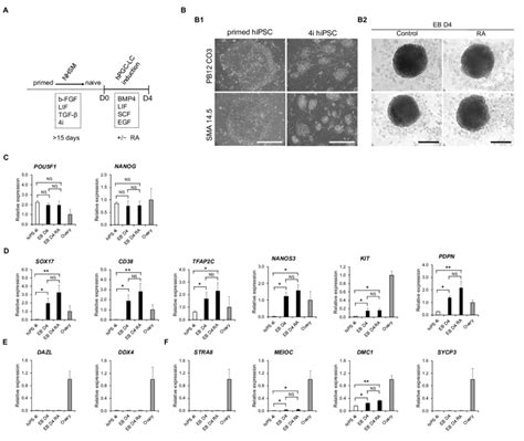 In Vitro Induction Of Early But Not Late Hpgc Lc From Hips Cells A Download Scientific