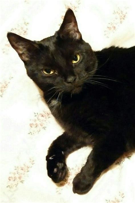 Sasha Bean The Adorable Black Cat