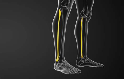 Tibia And Fibula Anatomy With Labeled Diagram