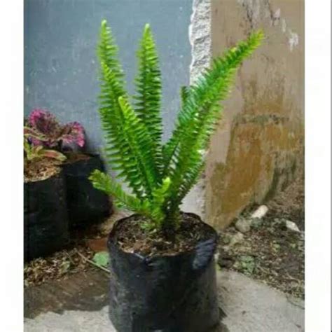 Tanaman Hias Pakis Pakupakis Kelabang Lazada Indonesia