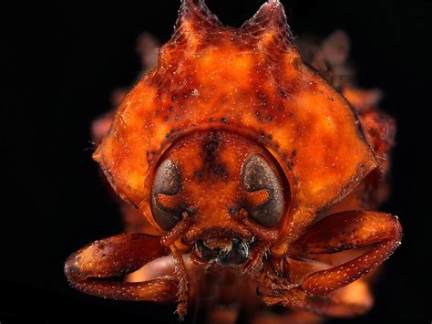 Enjoy A Glorious Rainbow Of Incredible Bug Photographs Popular