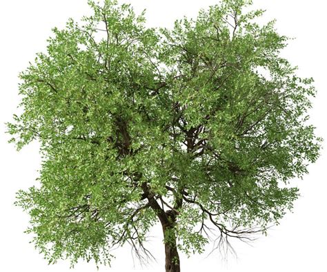 Artstation Set Of Maclura Pomifera Tree Osage Orange 2 Trees