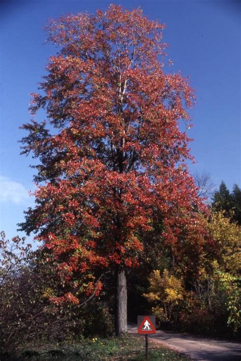 Marmo Maple — Nursery Wholesalers Inc