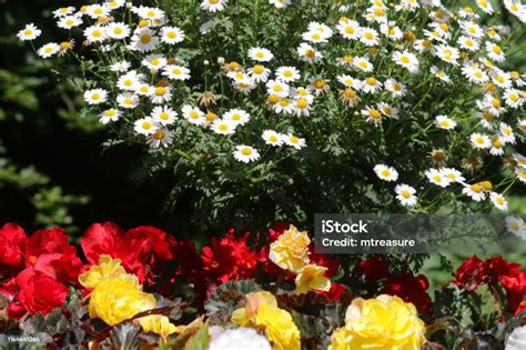 꽃 식물과 연간 침구 꽃 제기 침대 노란색과 빨간색 베고니아 흰색 데이지 꽃과 녹색 실버 단풍 흐린 원예 나무와 잔디 배경표준 마거리트 데이지와 영어 여름 꽃 정원의 이미지
