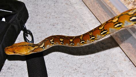 Heres My Sulawesi Reticulated Python