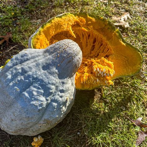 Blue Hubbard Squash Organic 102 Days Pinetree Garden Seeds