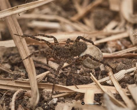 Araña Lobo Hembra Lycosa Tarántula Javiblue Naturephotographer Flickr