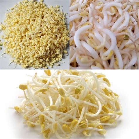 Jual Aneka Toge Kecambah 250gr Shopee Indonesia