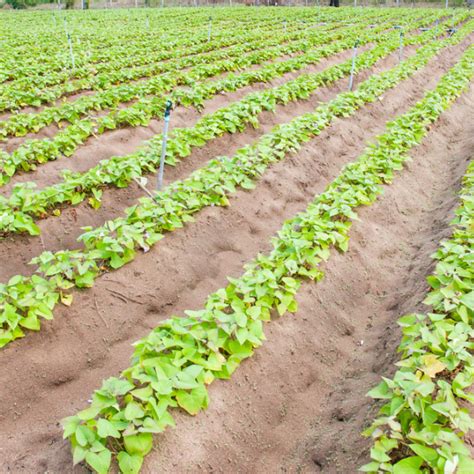 How To Grow Sweet Potatoes A Complete Guide Farm Plastic Supply