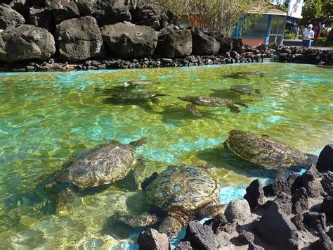 Feeding Sea Turtles Sea Life Park Waimanalo Oahu Hawaii… Rebecca