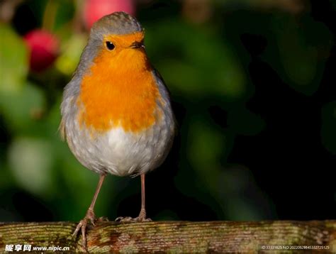 知更鸟摄影图鸟类生物世界摄影图库昵图网